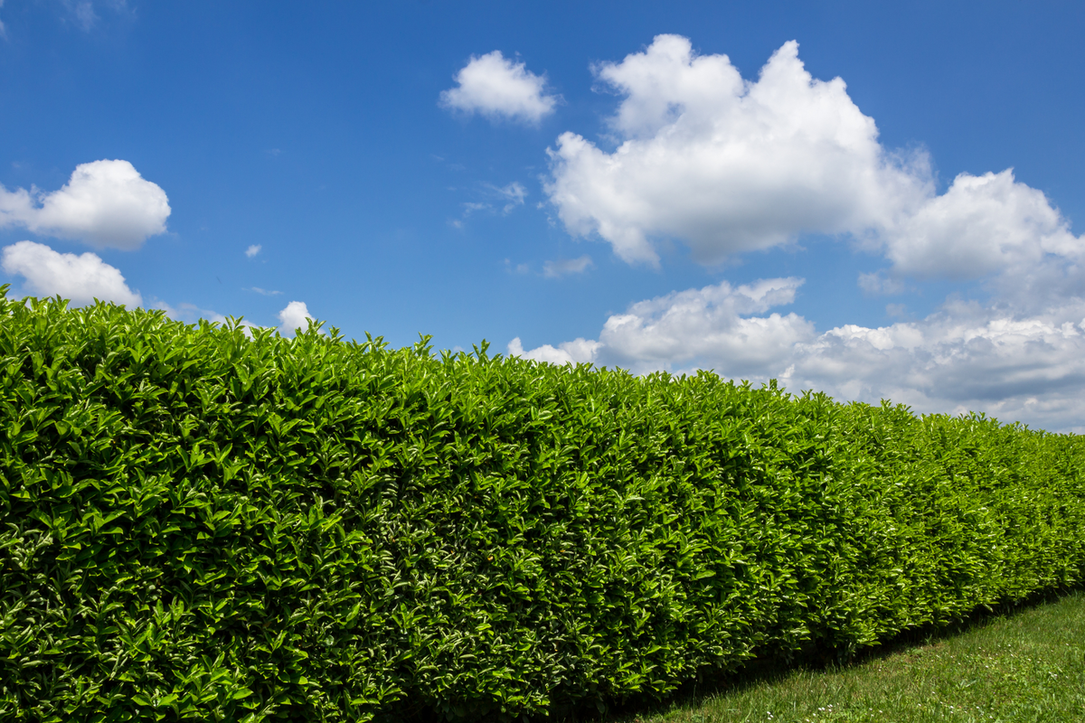 Hedging/Volume Buy – Sipkens